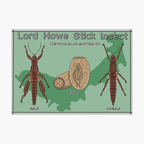 "Lord Howe Stick insect (Dryococelus australis) Poster" Photographic ...