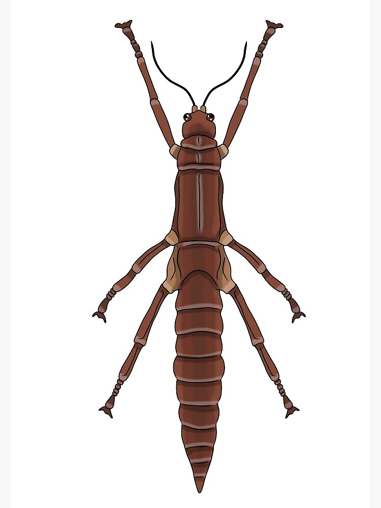 "female lord Howe stick insect (Dryococelus australis)" Poster for Sale ...