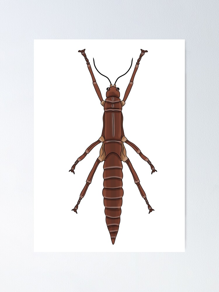 "female lord Howe stick insect (Dryococelus australis)" Poster for Sale ...