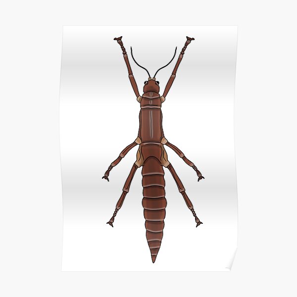 "female lord Howe stick insect (Dryococelus australis)" Poster for Sale ...