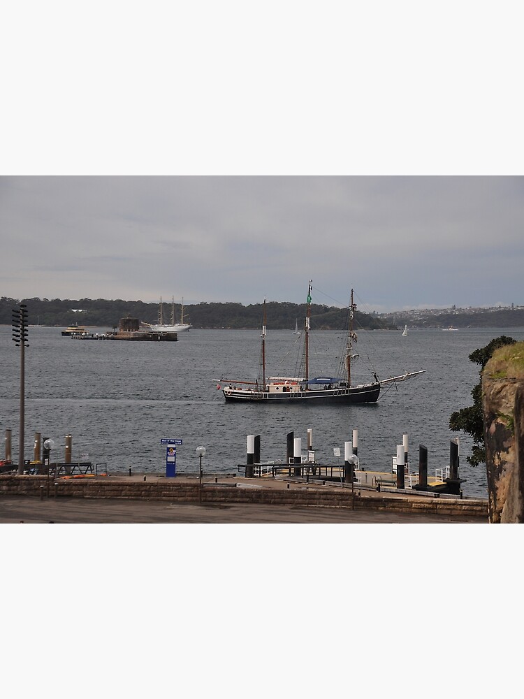 "Southern Swan, Sydney Harbour, Australia 20220909" Poster for Sale by ...