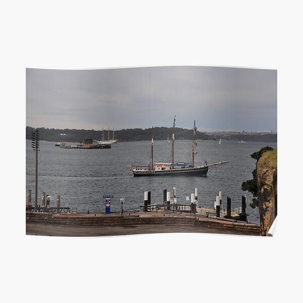 "Southern Swan, Sydney Harbour, Australia 20220909" Poster for Sale by ...