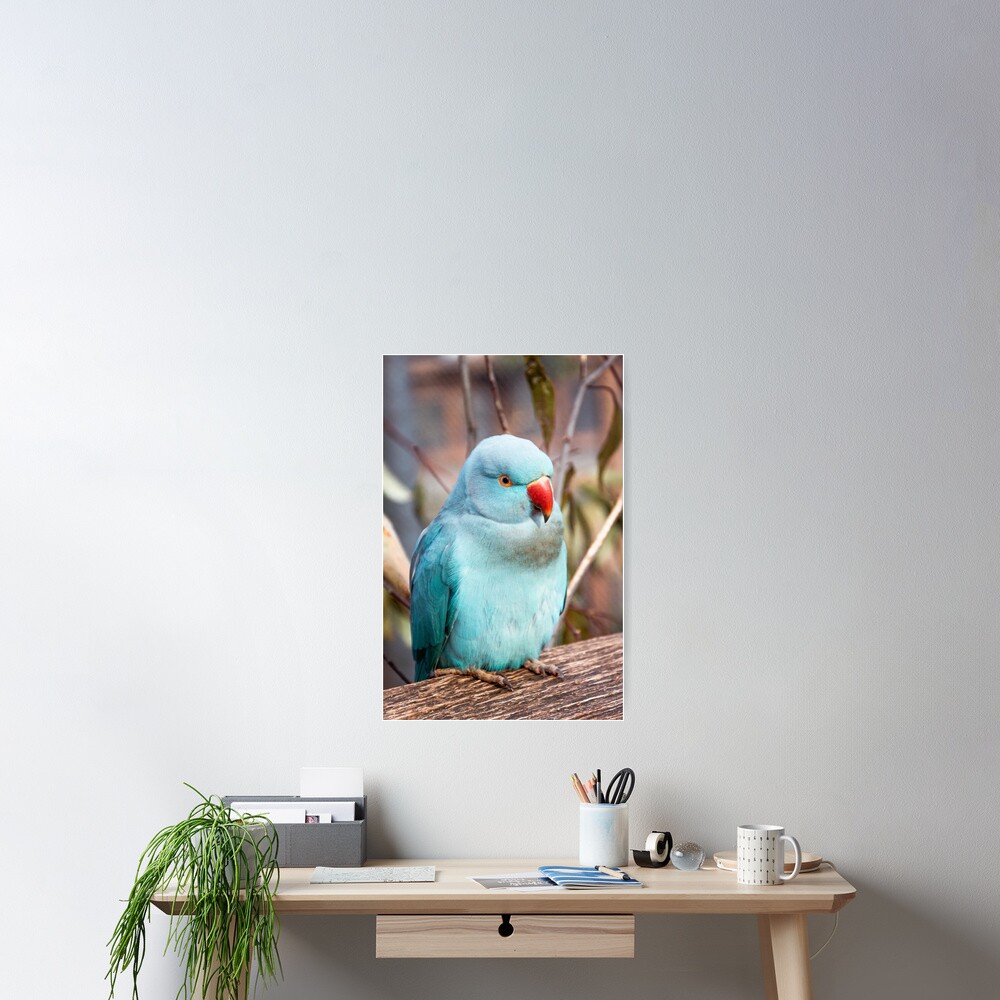 "Lucky blue bird Norwegian Blue Parrot" Poster for Sale by ...