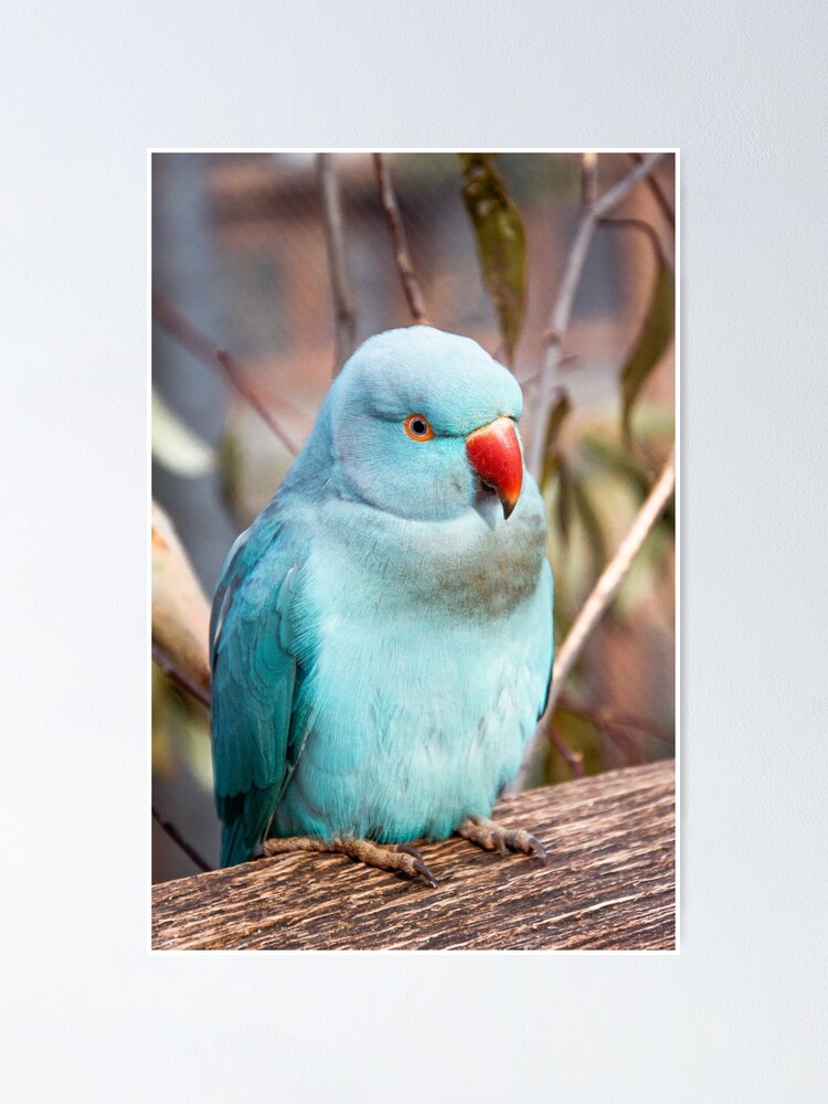 "Lucky blue bird Norwegian Blue Parrot" Poster for Sale by ...