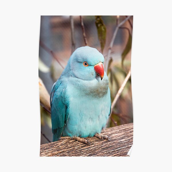 "Lucky blue bird Norwegian Blue Parrot" Poster for Sale by ...