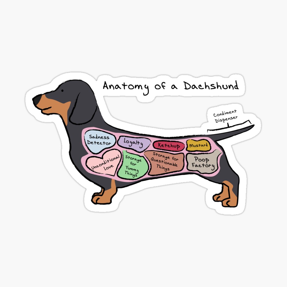 Weiner Dog Organ Systems Dachshunds | Wag!