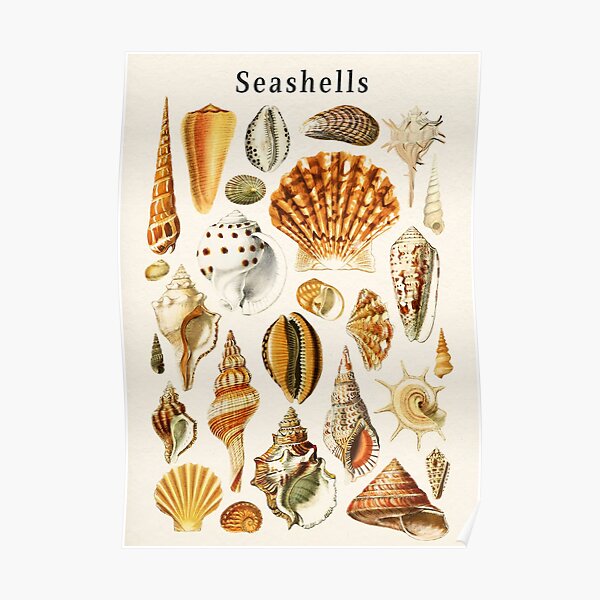 "Types of Seashells" Poster for Sale by KrisMakeGill | Redbubble