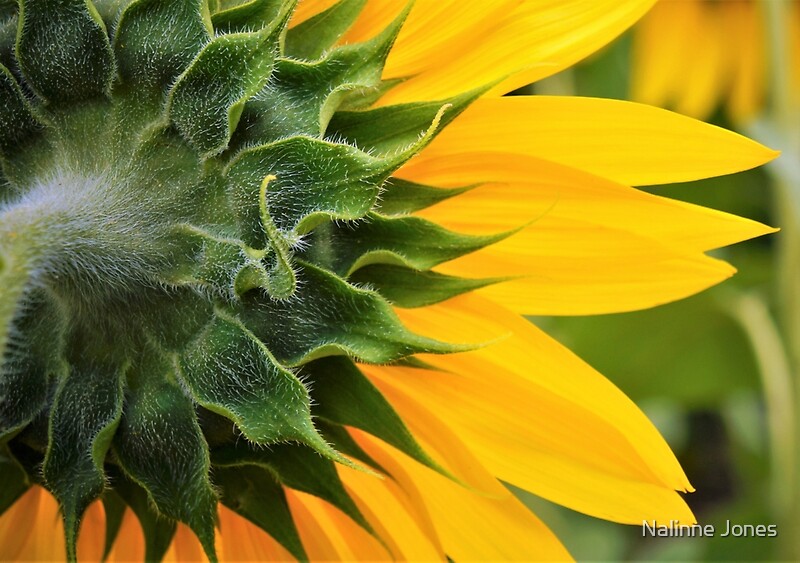 "Back of Fuzzy Sunflower" by Nalinne Jones | Redbubble