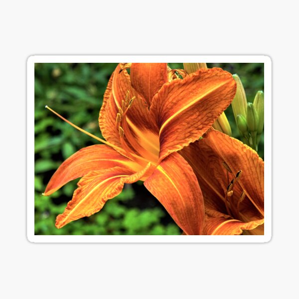"Tiger Lily" Sticker for Sale by Timelessimage | Redbubble