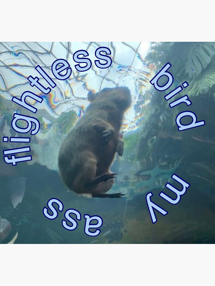 "Flightless capy" Sticker for Sale by chadcapy | Redbubble