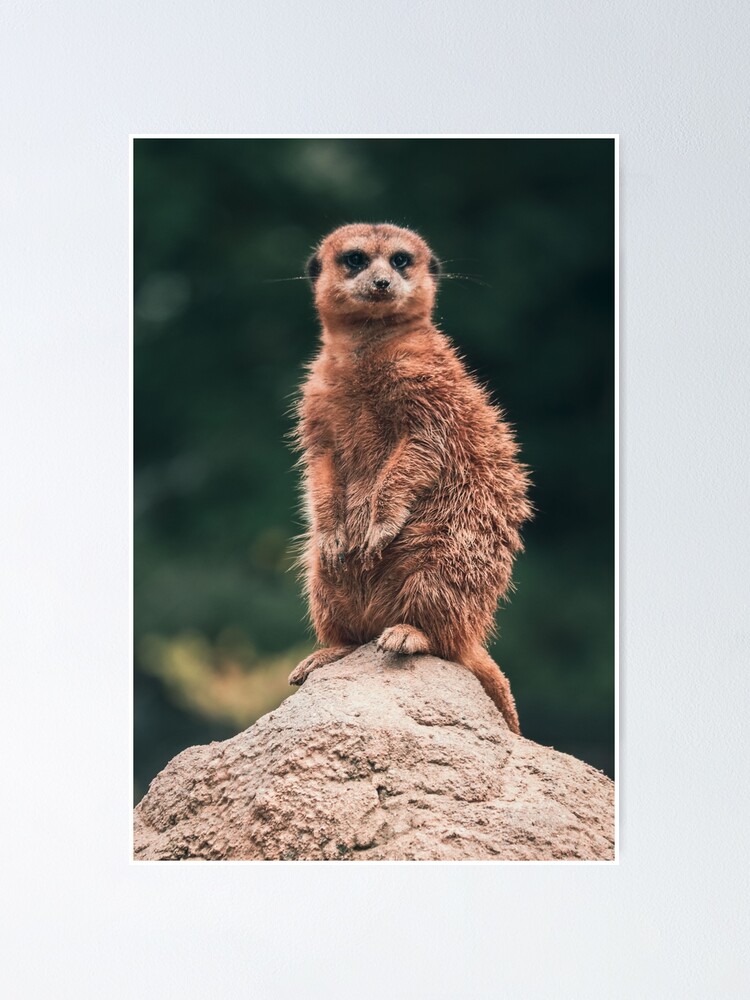 "cute meerkat is keeping watch african safari" Poster for Sale by ...