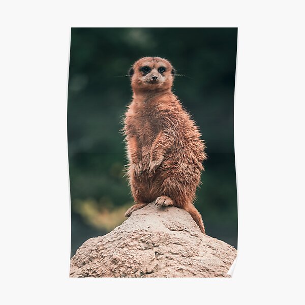 "cute meerkat is keeping watch african safari" Poster for Sale by ...