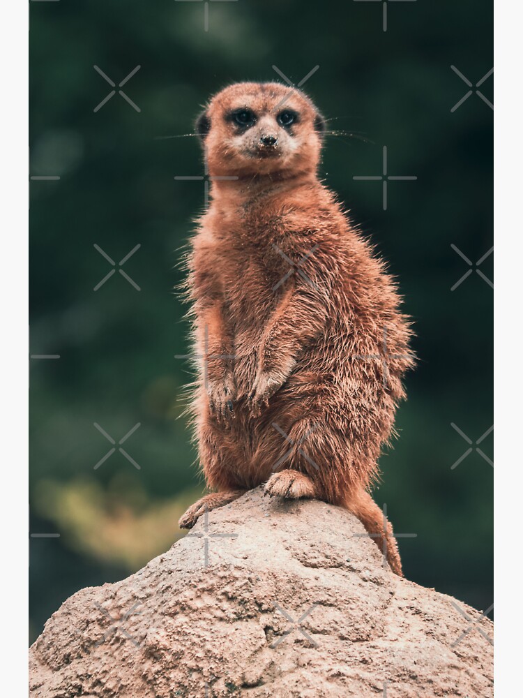 "cute meerkat is keeping watch african safari" Sticker for Sale by ...