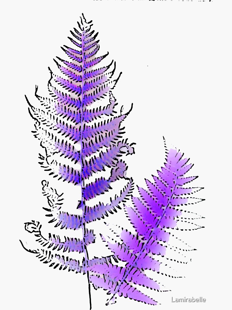 "Violet fern drawing" Sticker for Sale by Lamirabelle | Redbubble