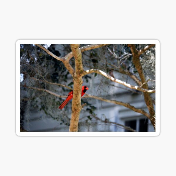 "Cardinal On Bare Tree" Sticker for Sale by Cynthia48 | Redbubble
