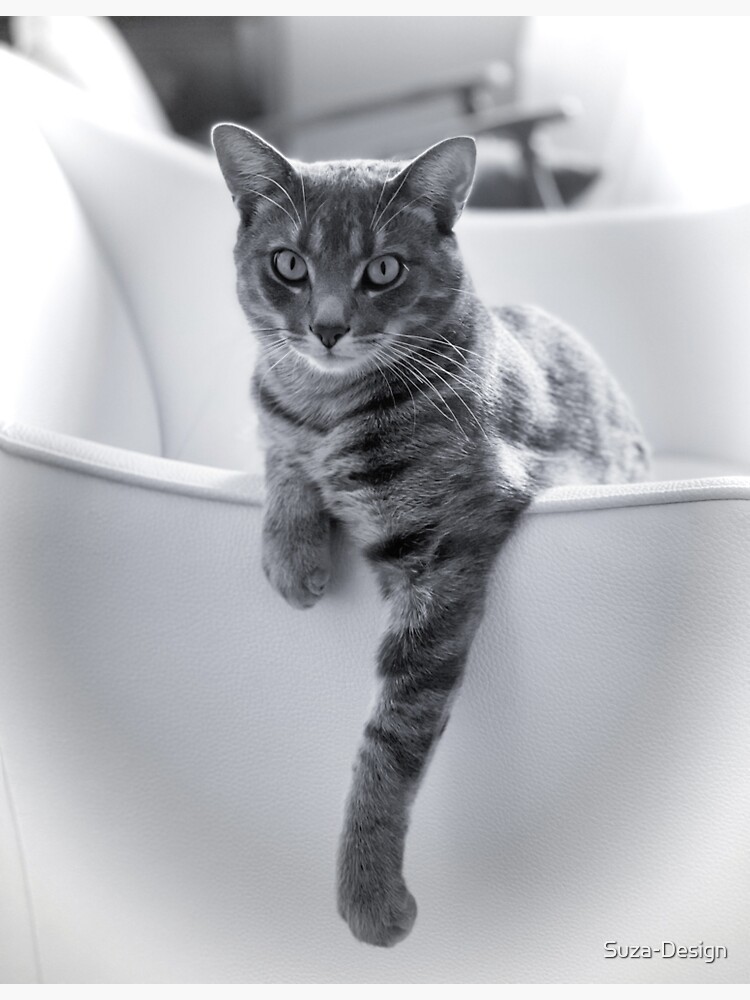 "Master of the House" Sticker for Sale by Suza-Design | Redbubble