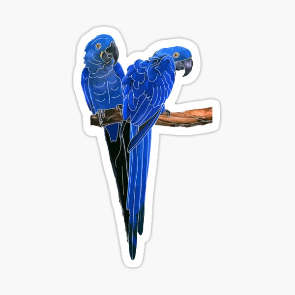 "Hyacinth Macaw Pair - South American Parrot" Sticker for Sale by ...