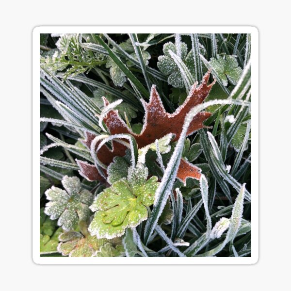 "Frosty Freeze" Sticker for Sale by Photomersion | Redbubble