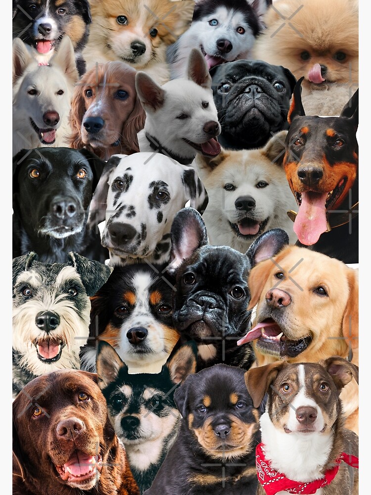 "Dog Faces Heads Funny Silly Collage" Poster for Sale by ...