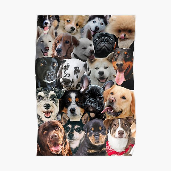 "Dog Faces Heads Funny Silly Collage" Poster for Sale by ...