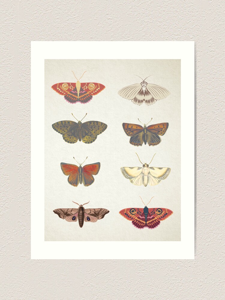 "Vintage Butterfly Insect Art Print, Vintage Bug, Wall Art" Art Print ...