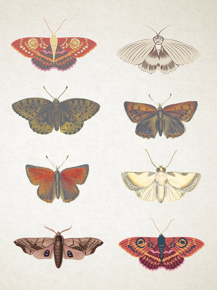 "Vintage Butterfly Insect Art Print, Vintage Bug, Wall Art" Art Print ...
