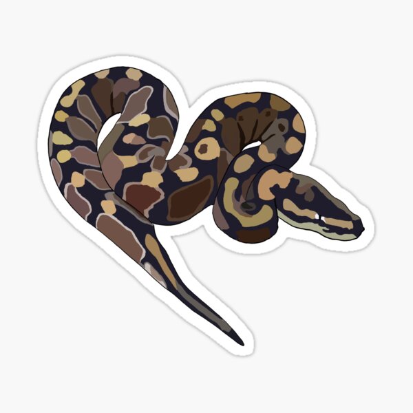 "Ball Python / snake portrait / exotic pet" Sticker for Sale by roleydesigns | Redbubble