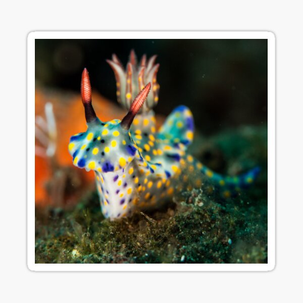 Fine Art Ceramics mini sea slug Nudibranchs Ceramics ceramic sculpture ...