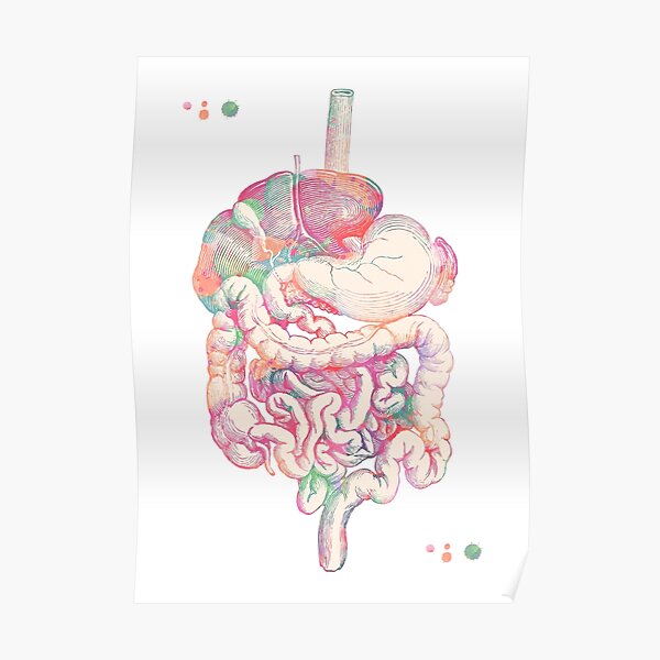 "Intestines colorful art ,medical art" Poster for Sale by imazone ...