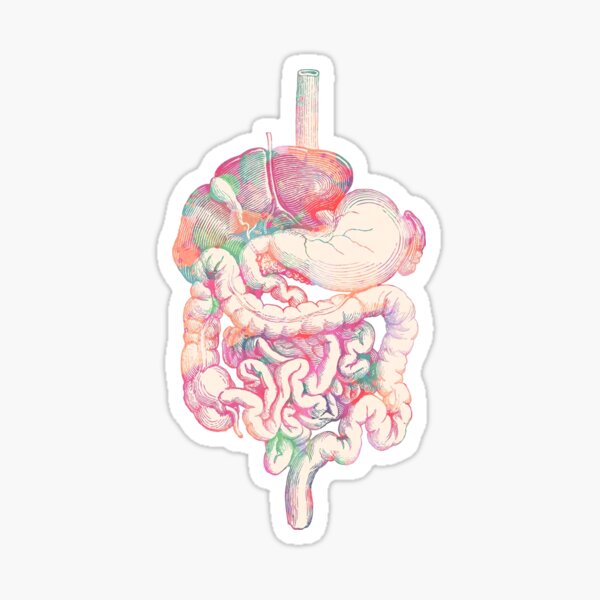 "Intestines colorful art ,medical art" Sticker for Sale by imazone ...