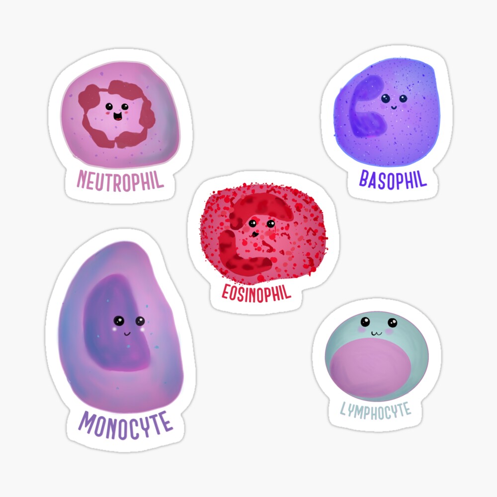 White Blood Cell Drawing