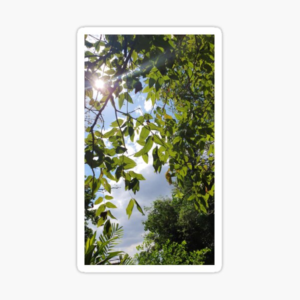 "Through the shade" Sticker for Sale by chasingdreams | Redbubble