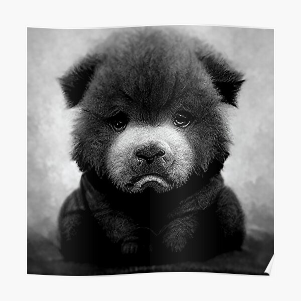 "Sad Cute Chow Chow Puppy Dog Portrait [Variation 2] " Poster for Sale ...