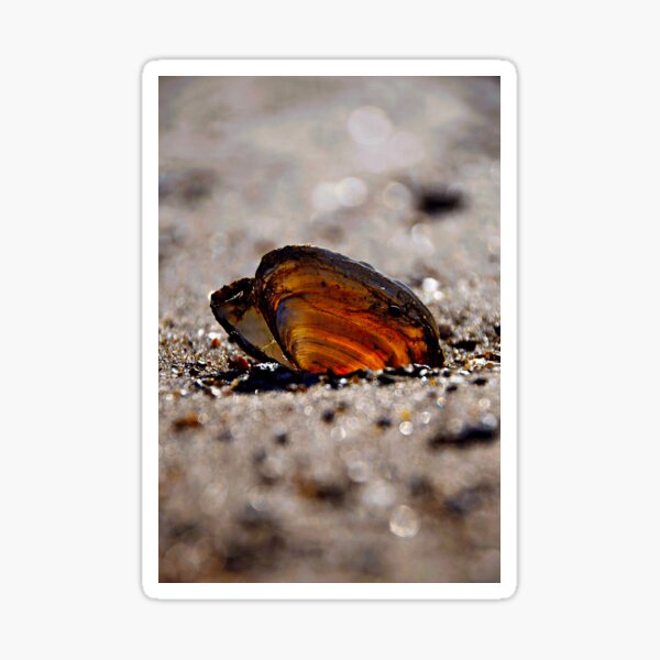 "shell in the sand" Sticker for Sale by Salzhauch | Redbubble