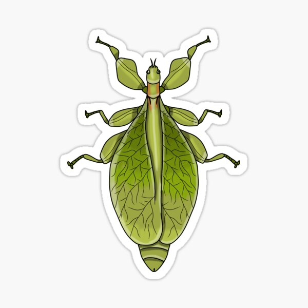 "Female leaf insect phasmid " Sticker for Sale by Artbychb | Redbubble