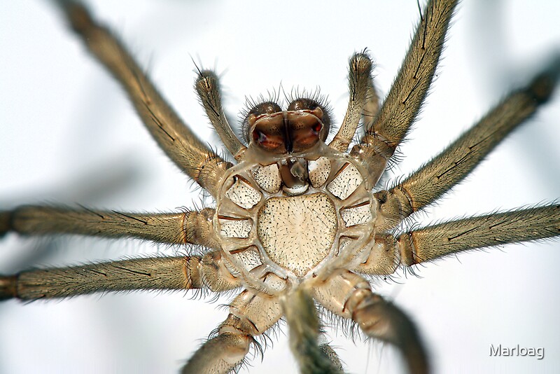 "Spider Exoskeleton" by Marloag | Redbubble