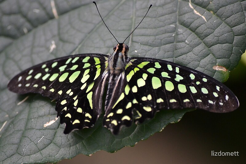 "Green spotted butterfly" by lizdomett | Redbubble