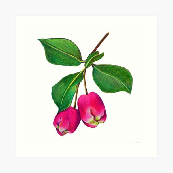 "Lilly Pilly" Art Print by veroniqueayac | Redbubble