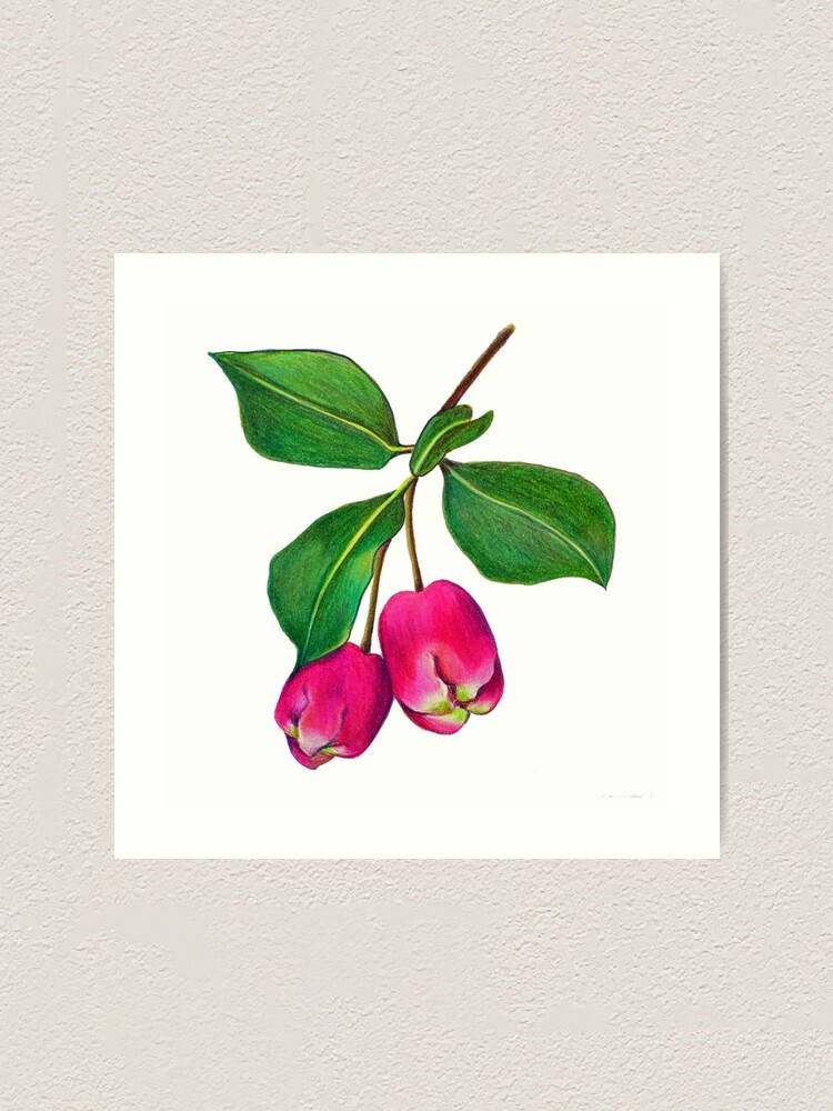 "Lilly Pilly" Art Print by veroniqueayac | Redbubble