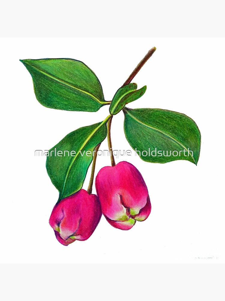 "Lilly Pilly" Art Print by veroniqueayac | Redbubble