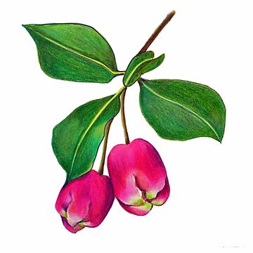 "Lilly Pilly" Canvas Print for Sale by marlene veronique holdsworth ...