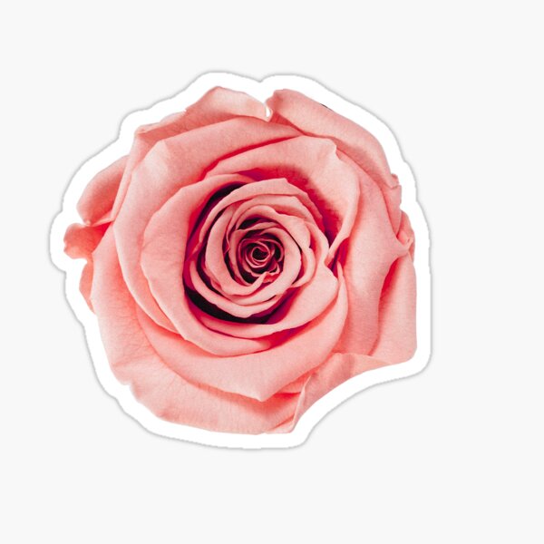 "Light pink rose" Sticker for Sale by Ctrl-C | Redbubble
