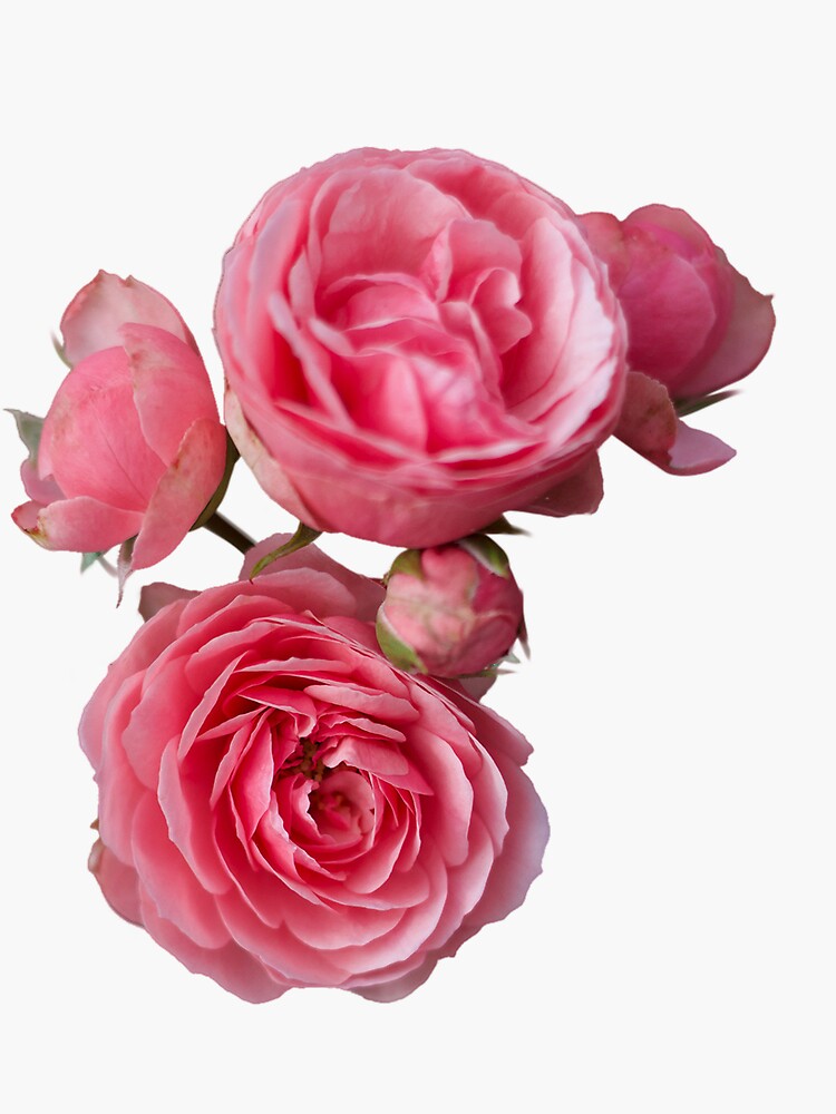 "Flash pink roses" Sticker for Sale by Ctrl-C | Redbubble