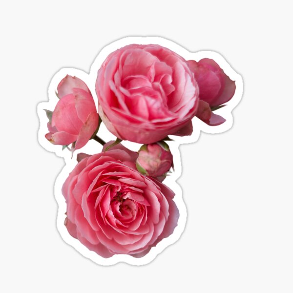 "Flash pink roses" Sticker for Sale by Ctrl-C | Redbubble