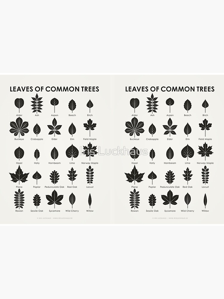 Leaf Shapes Chart Tree Leaves Or Leaf Shapes Identification ID Chart"