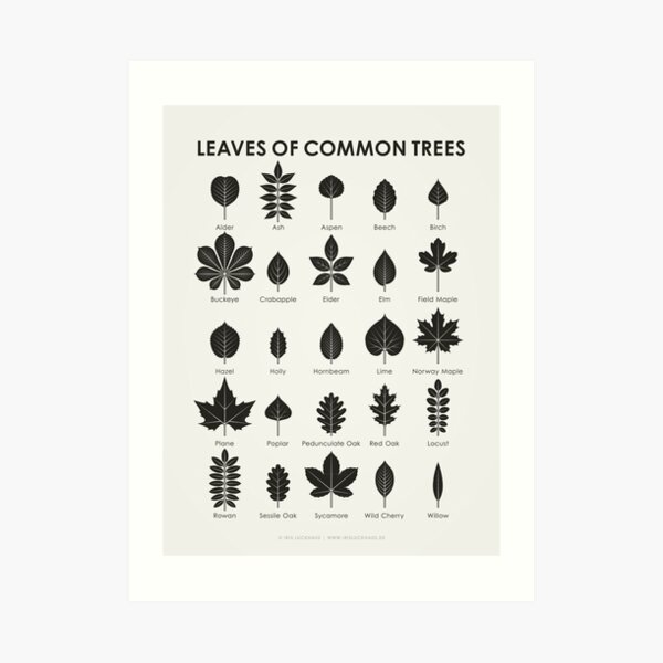 "Tree Leaves or Leaf Shapes Identification ID Chart" Art Print by ...