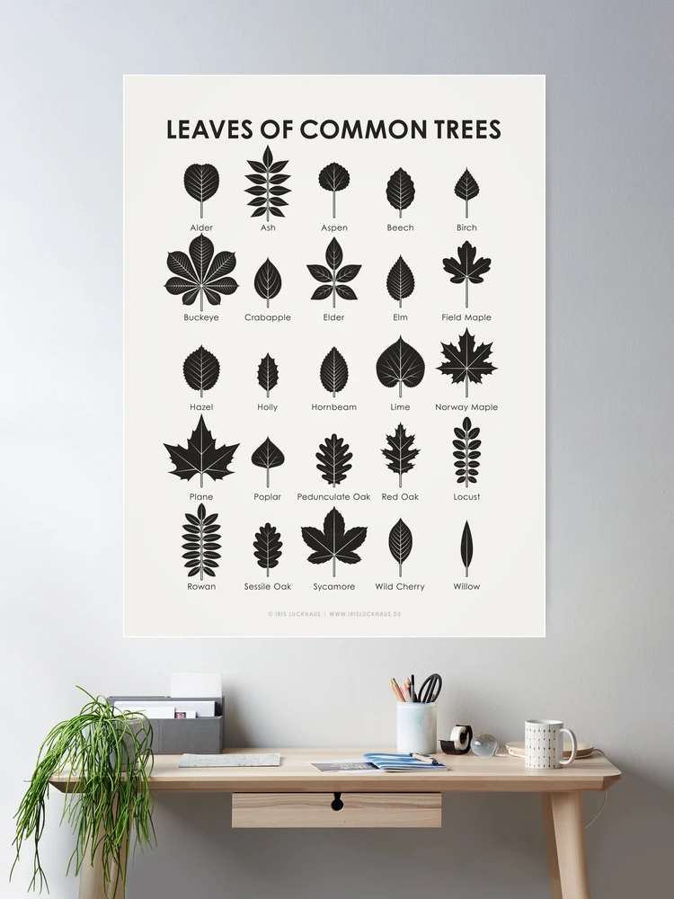 Cuadro De Identificación De Hojas