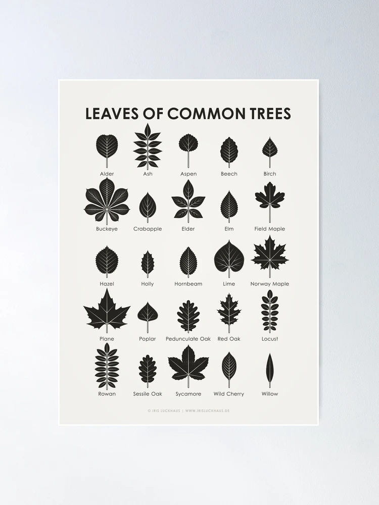 Leaf Shapes Chart Tree Leaves Or Leaf Shapes Identification ID Chart"