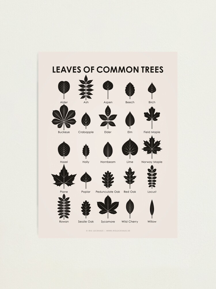 Tree Leaf Identification Chart Leaf Spotting | American Scientist
