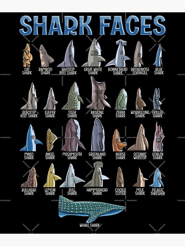 Types Of Sharks Identification Faces Premium Matte Vertical Poster sold ...